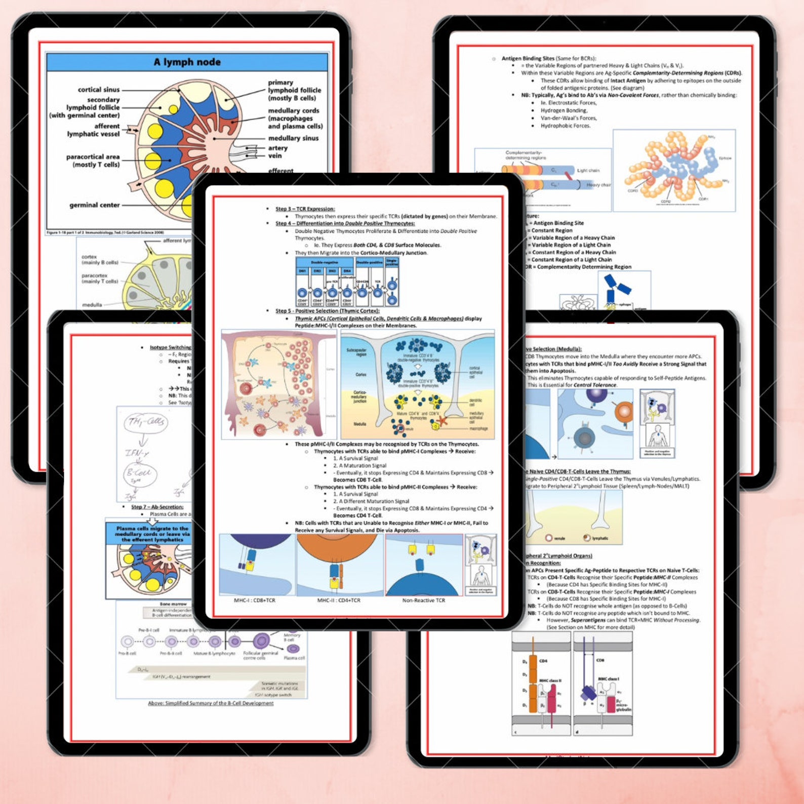 Immunology and Rheumatology High Yield Notes Digital Medical Study ...