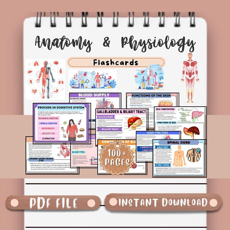 Anatomy Flashcards - Etsy