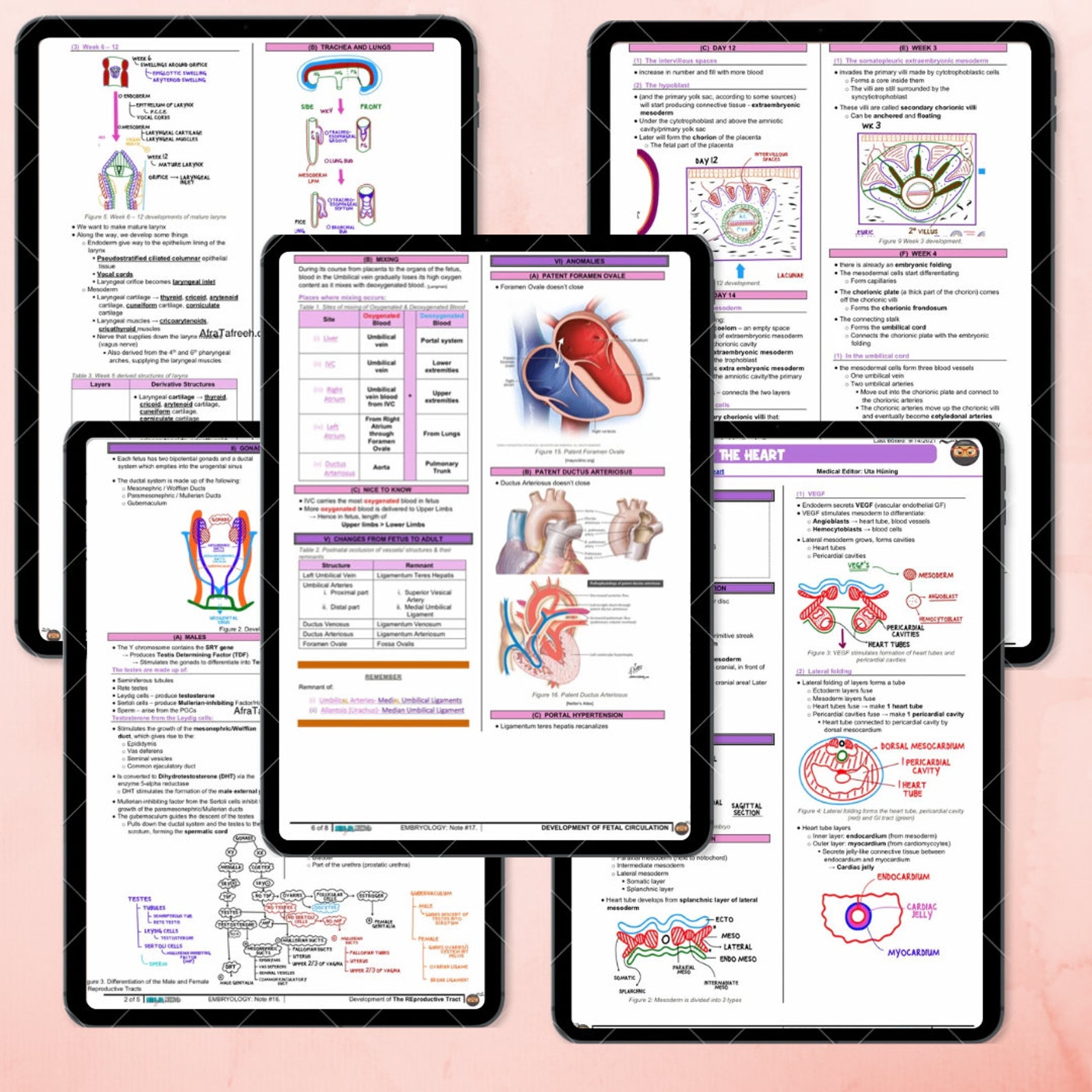 Embryology Notes Study Guide Notes Digital Medical Study Guide ...