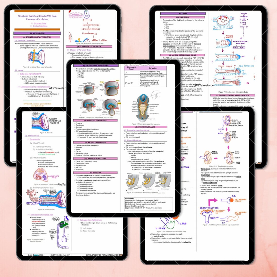 Embryology Notes Study Guide Notes Medical Notes Nursing Notes Nurse ...