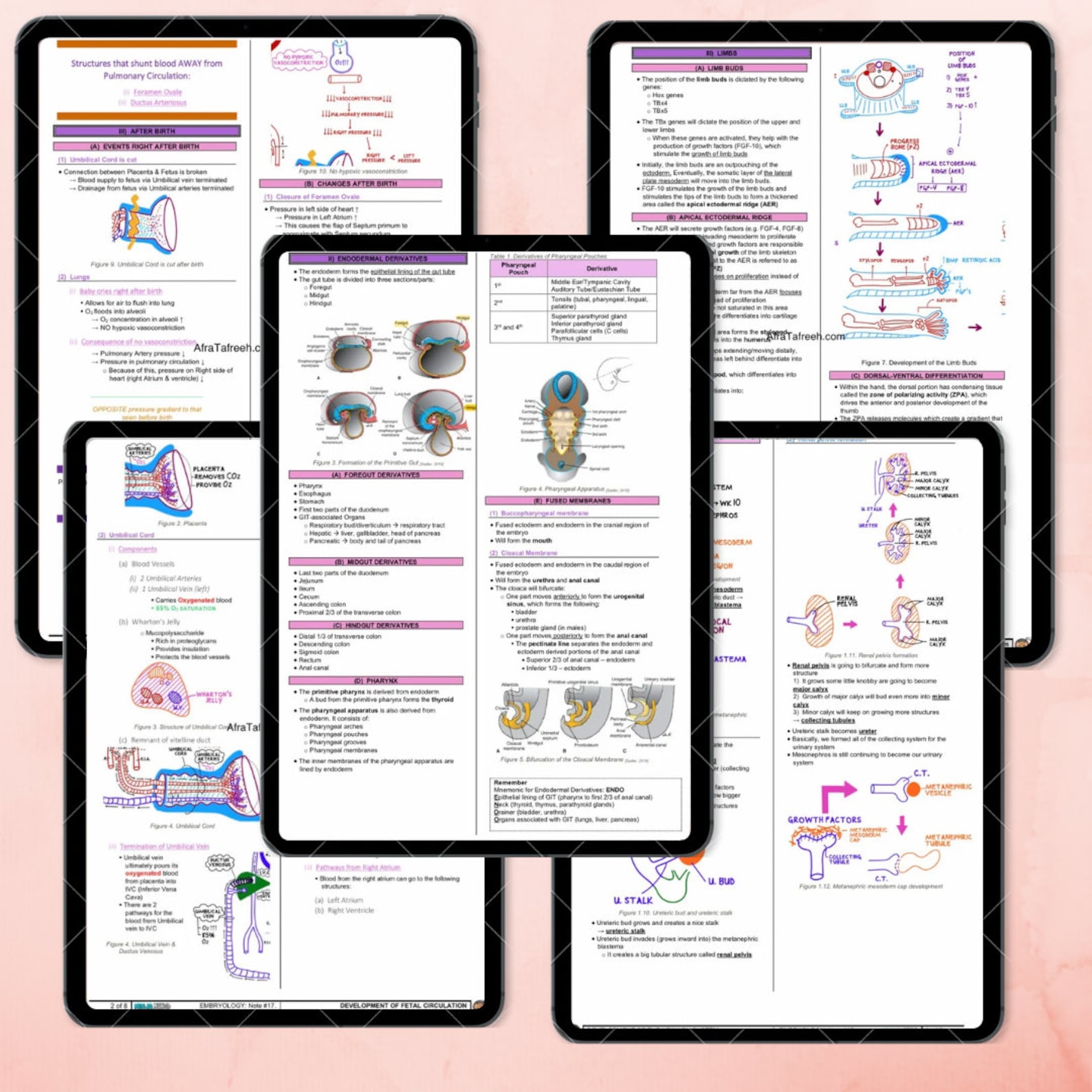 Embryology Notes Study Guide Notes Digital Medical Study Guide ...