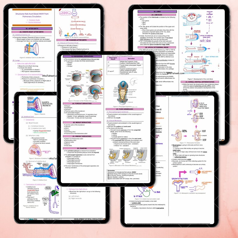 Embryology Notes Study Guide Notes Digital Medical Study Guide ...