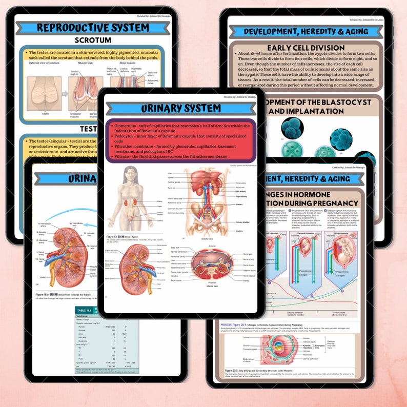 Anatomy and Physiology Study Guide Bundle Notes Nursing Study Guide ...
