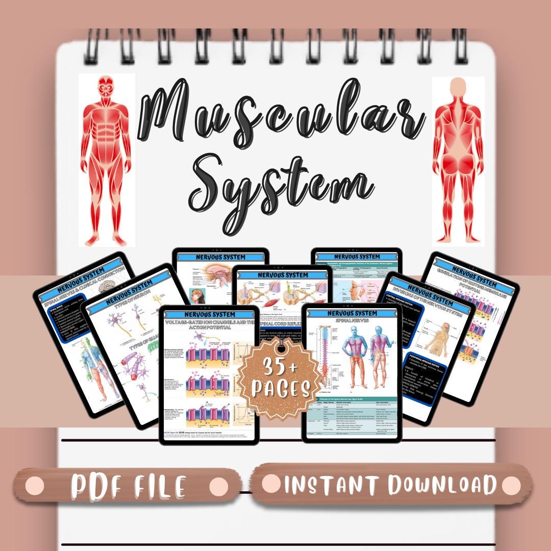 Muscular System Notes Digital Study Guide Printable Nursing Notes ...