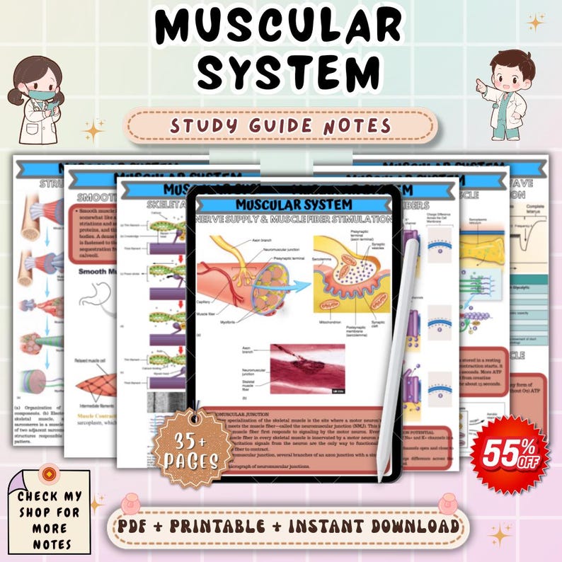 Muscular System Anatomy and Physiology Notes | Muscle Anatomy Study ...