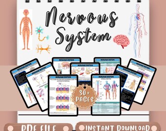 Introduction to the Nervous System Study Guide, Anatomy & Physiology ...