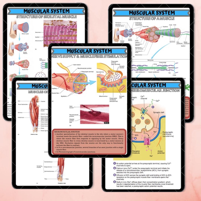 Muscular System | Anatomy & Physiology Notes | Nursing Study Guide ...