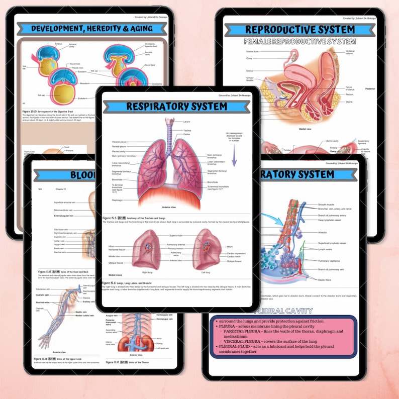 Anatomy and Physiology Study Guide Bundle Notes Nursing Study Guide ...