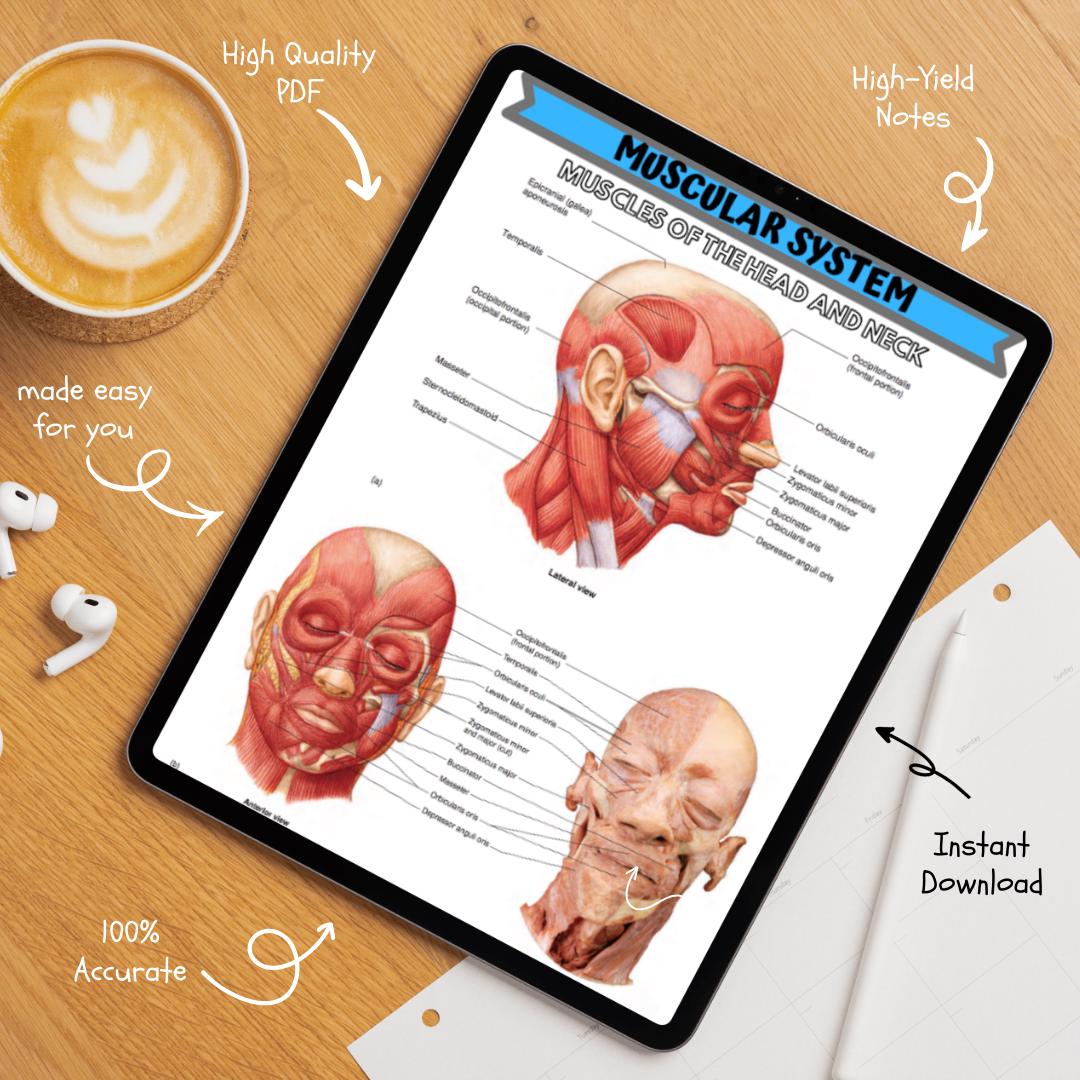 Muscular System Anatomy and Physiology Notes | Muscle Anatomy Study ...