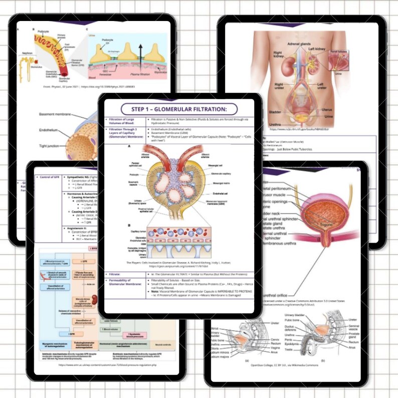 Urinary Renal System Notes - Anatomy, Physiology & Pathology | Nursing ...