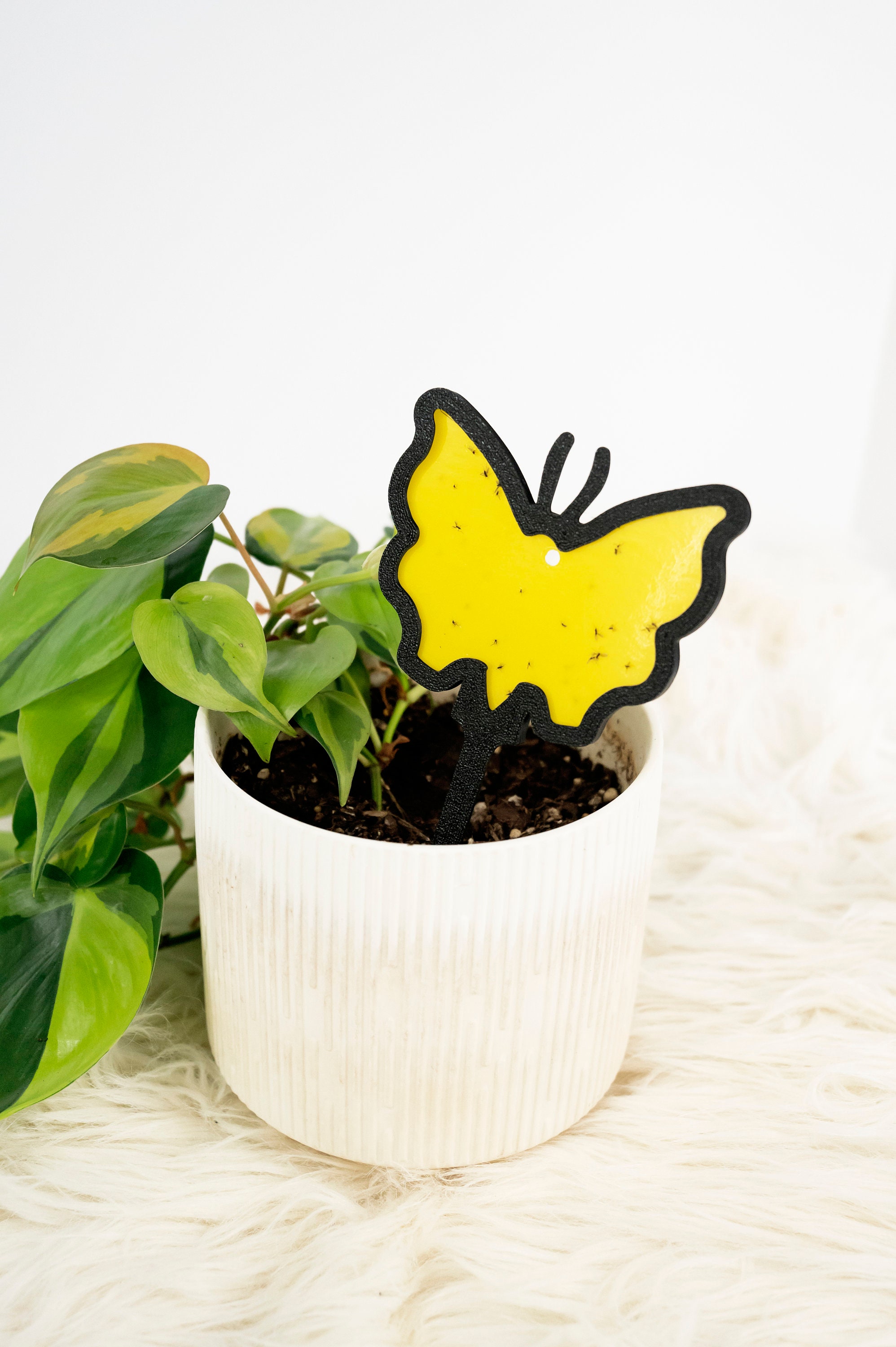 Butterfly Sticky Trap Frames - an Improvement on Sticky Traps to Fight ...