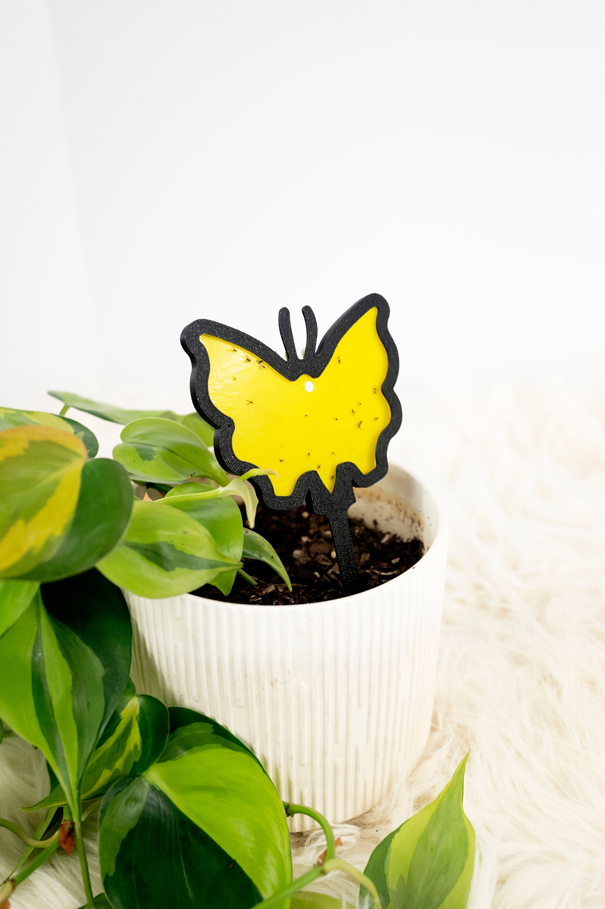 Butterfly Sticky Trap Frames - an Improvement on Sticky Traps to Fight ...