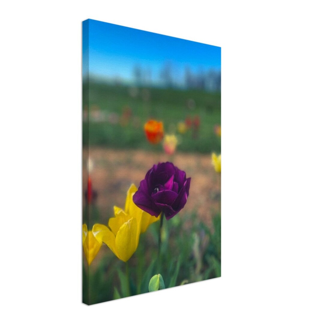 Vibrant Purple Tulip Canvas Wall Art in Beautiful Field - Etsy