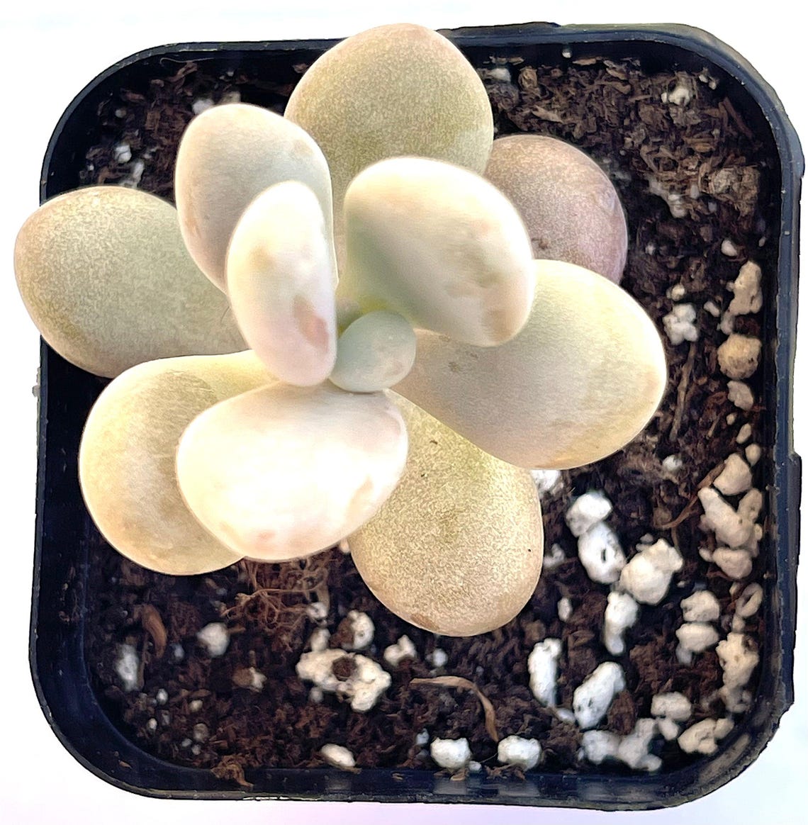 Pachyphytum Oviferum - Pink Moonstone - Etsy