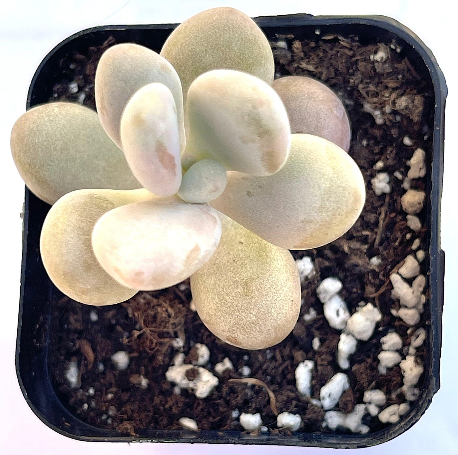 Pachyphytum Oviferum - Pink Moonstone - Etsy
