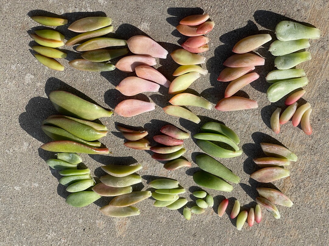 90 Succulent Leaves - Etsy