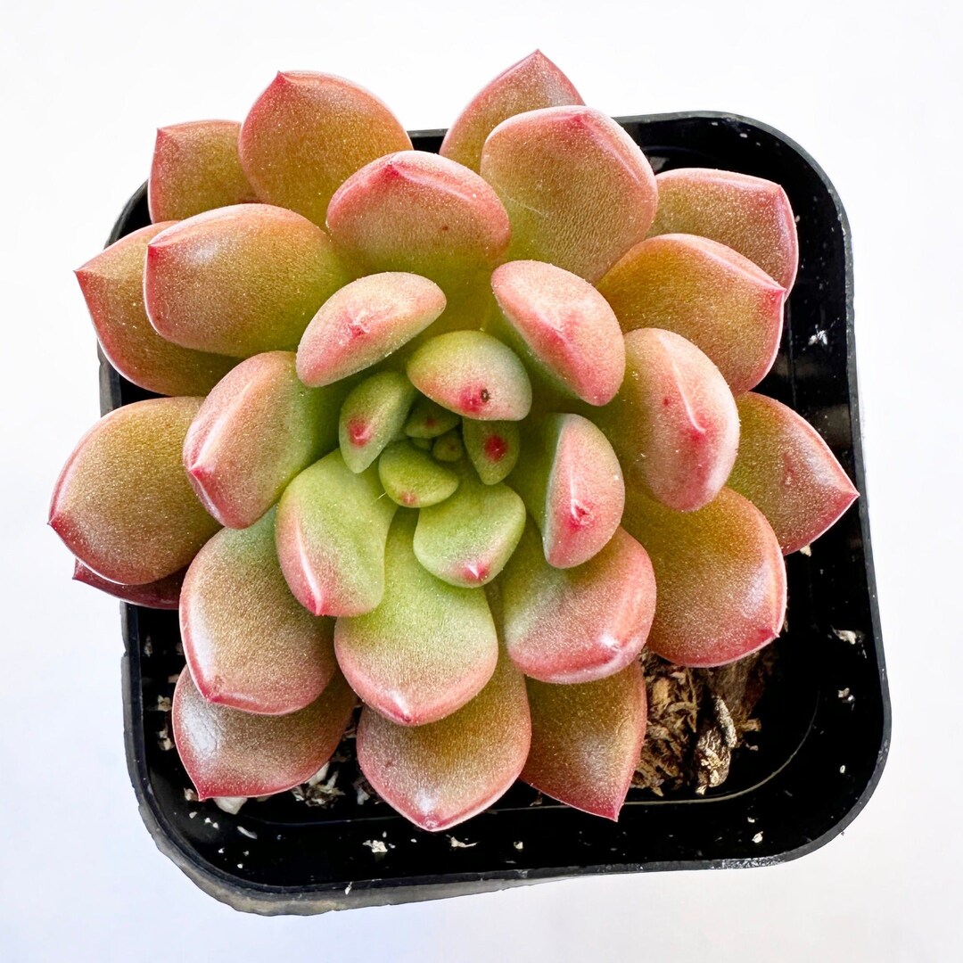 Sedeveria Pink Ruby - Etsy