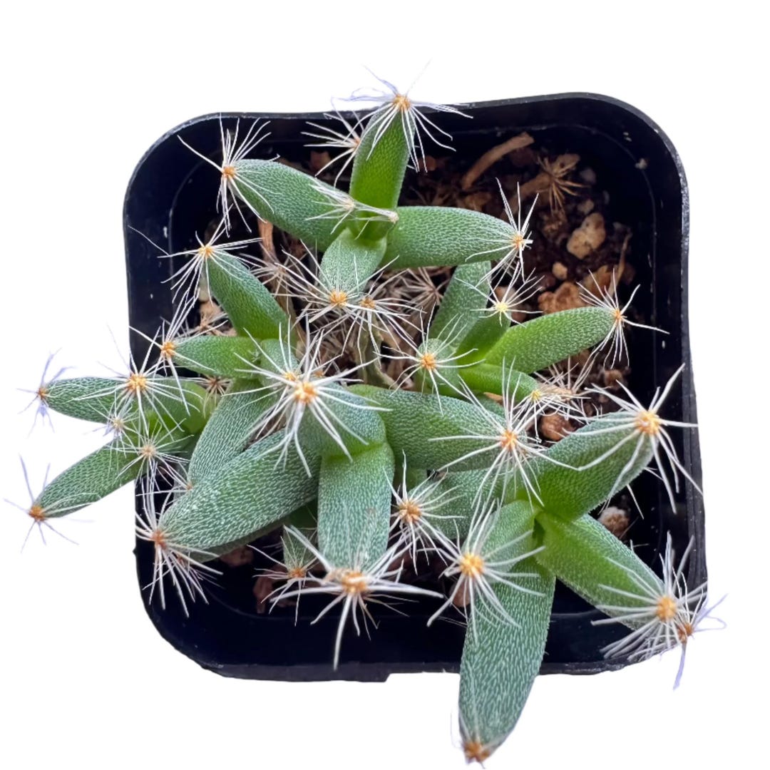 Richodiadema Densum - Mini Desert Rose - Etsy