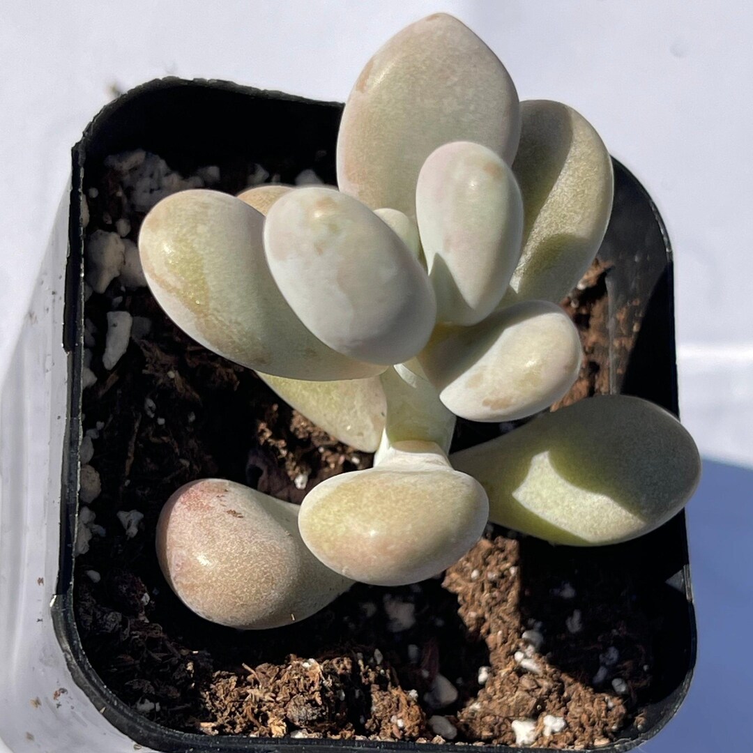 Pachyphytum Oviferum Pink Moonstone - Etsy