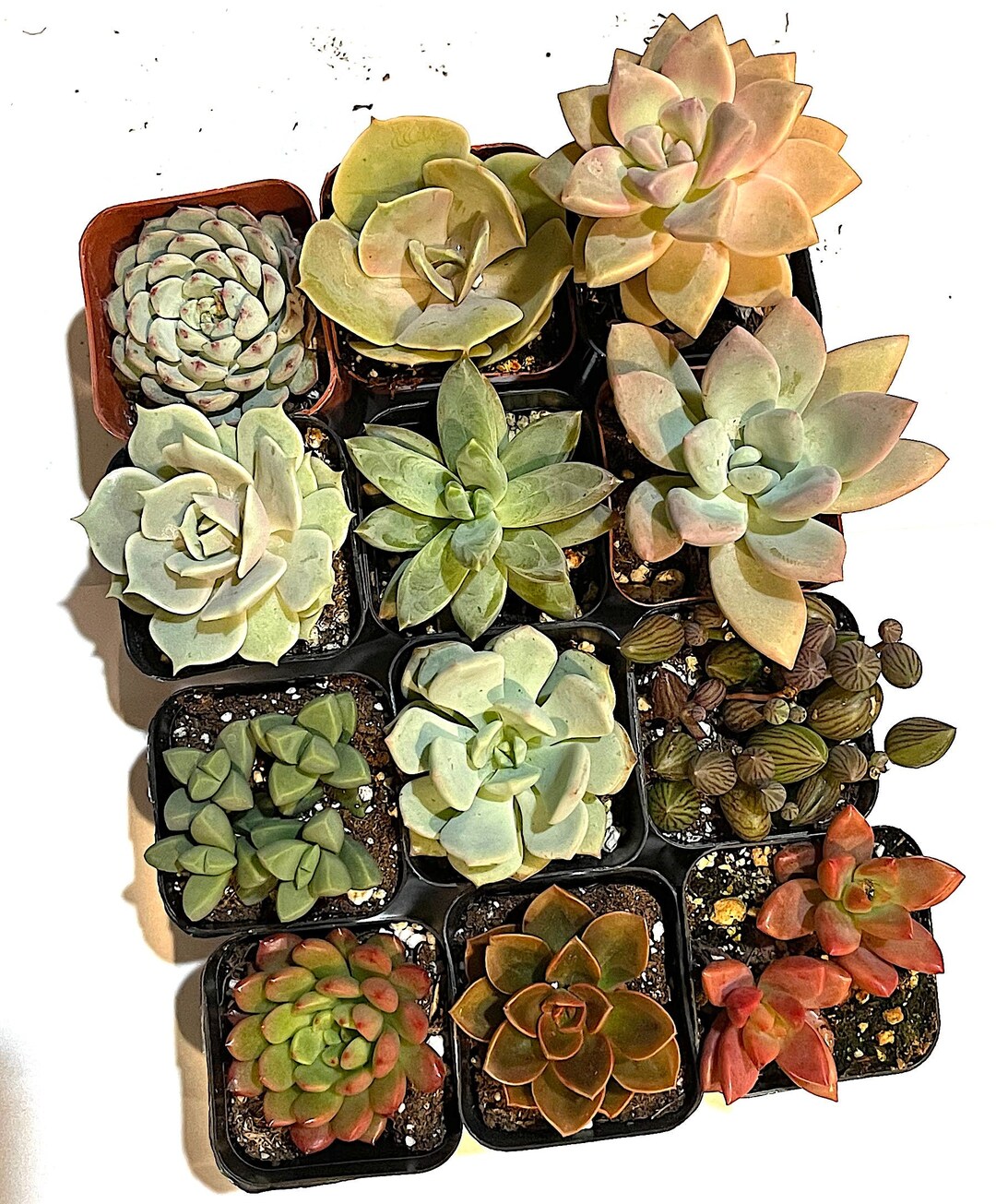 12 Succulents-sets - Etsy