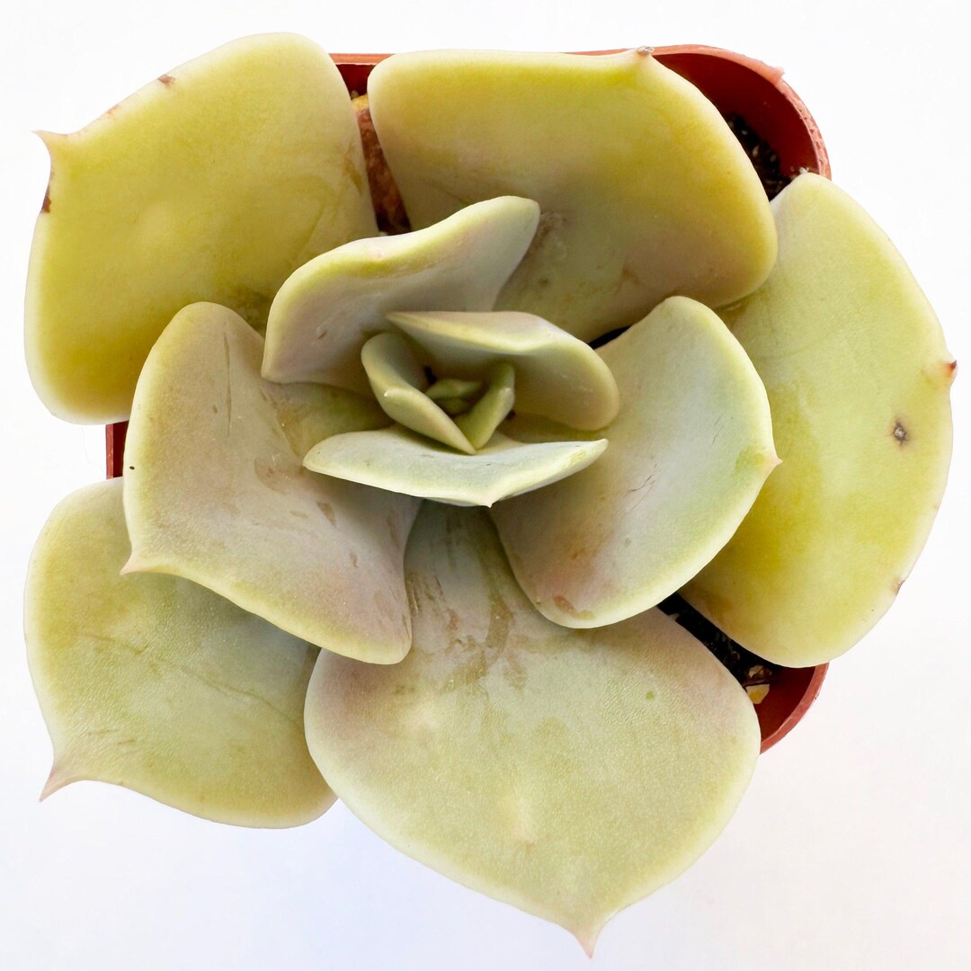 Echeveria - Xanthe Rose - Etsy