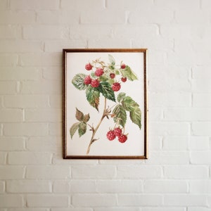 Printed Raspberry Wall Art Poster - Etsy
