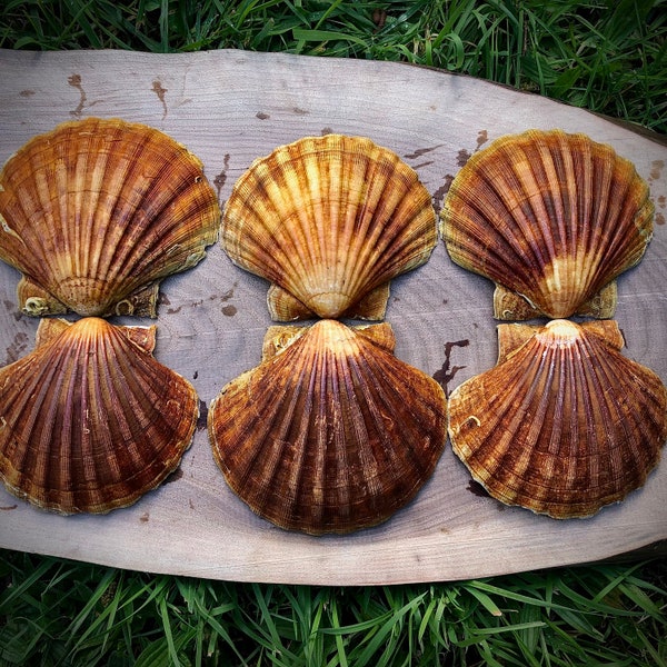 Scallop Shell - Etsy