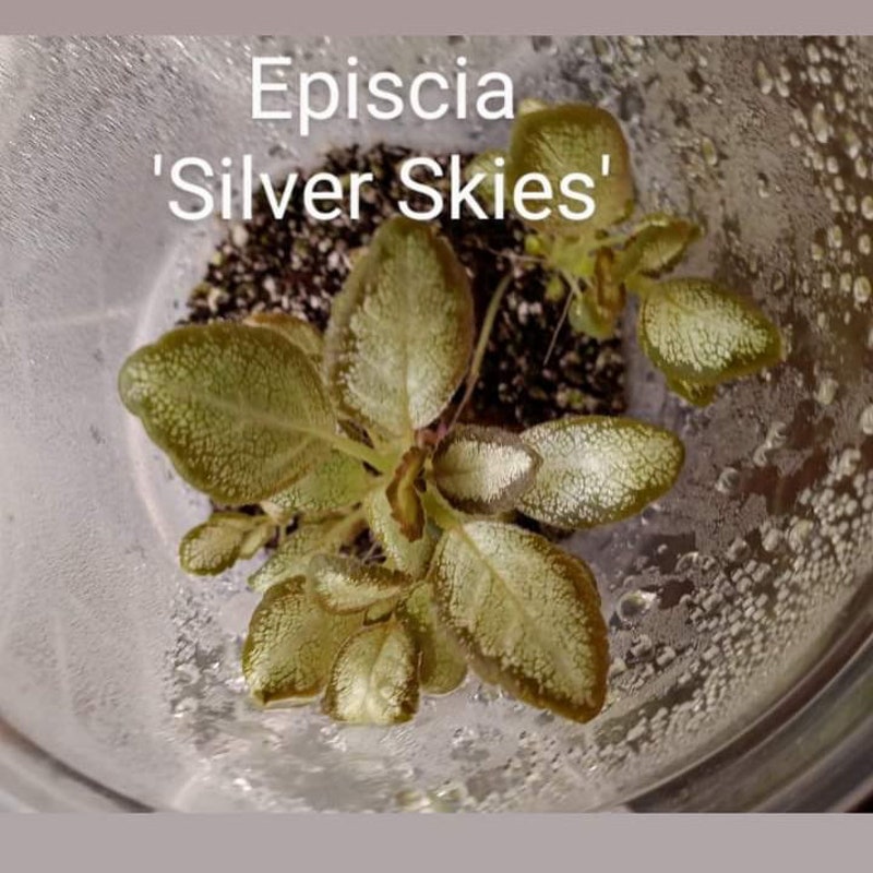 Episcia - Etsy