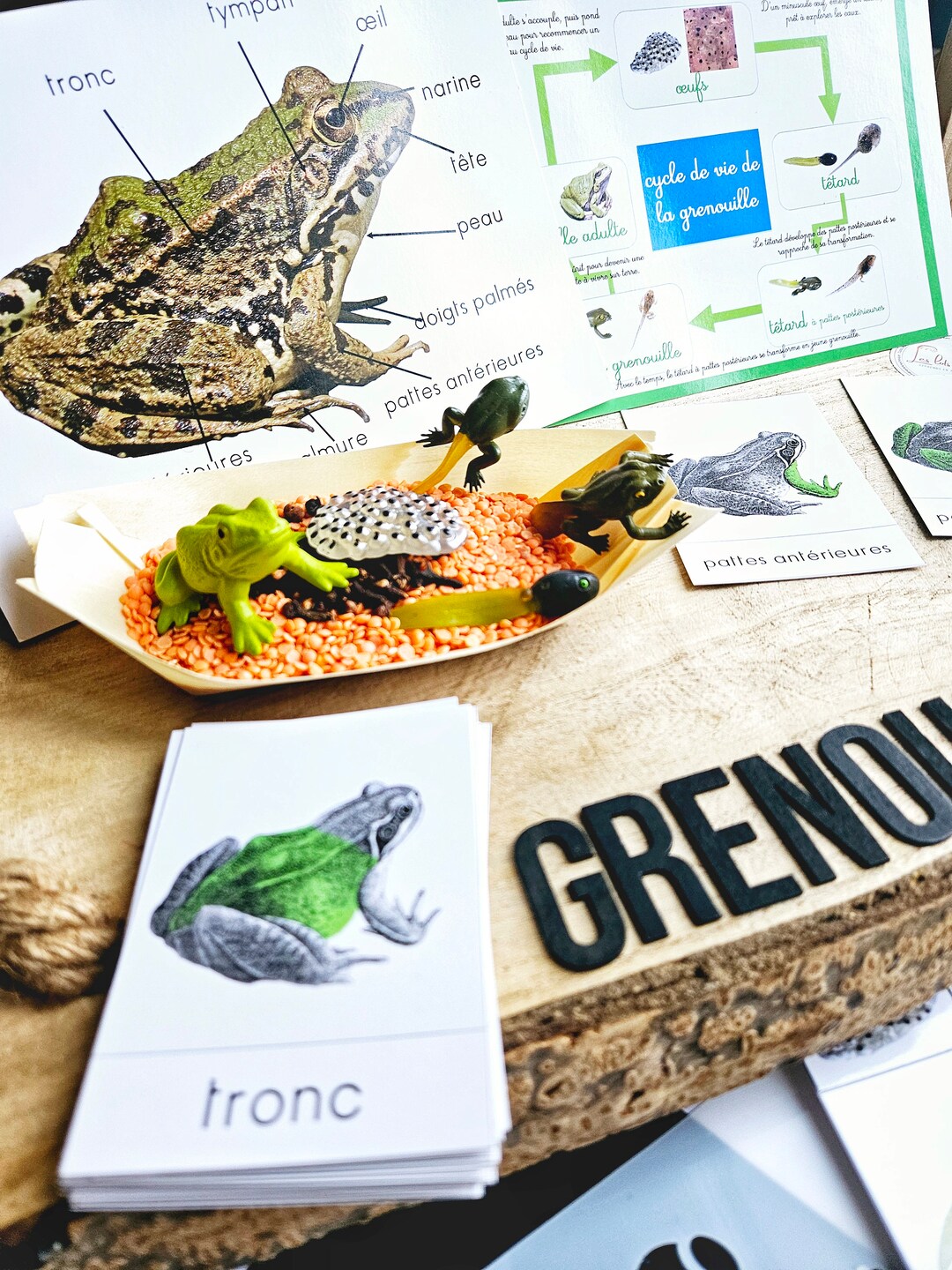 Montessori the Frog Life Cycle Learning Supports, Educational Reading ...