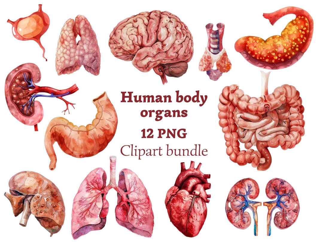 Watercolor Human Body Organs PNG Clipart, Anatomy Illustrations Body ...