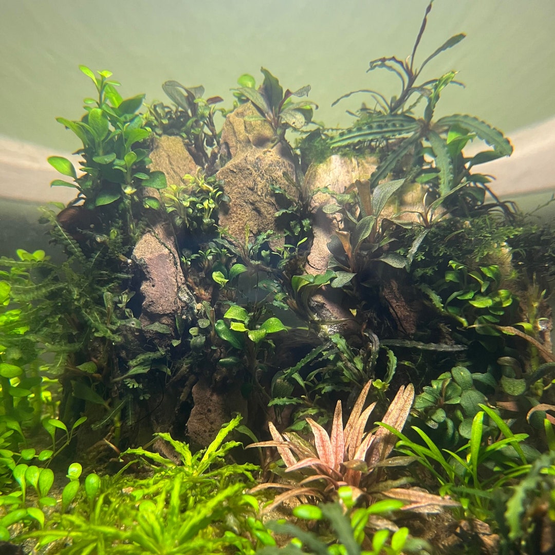 Bucephalandra 3 Species Variety Pack - Etsy