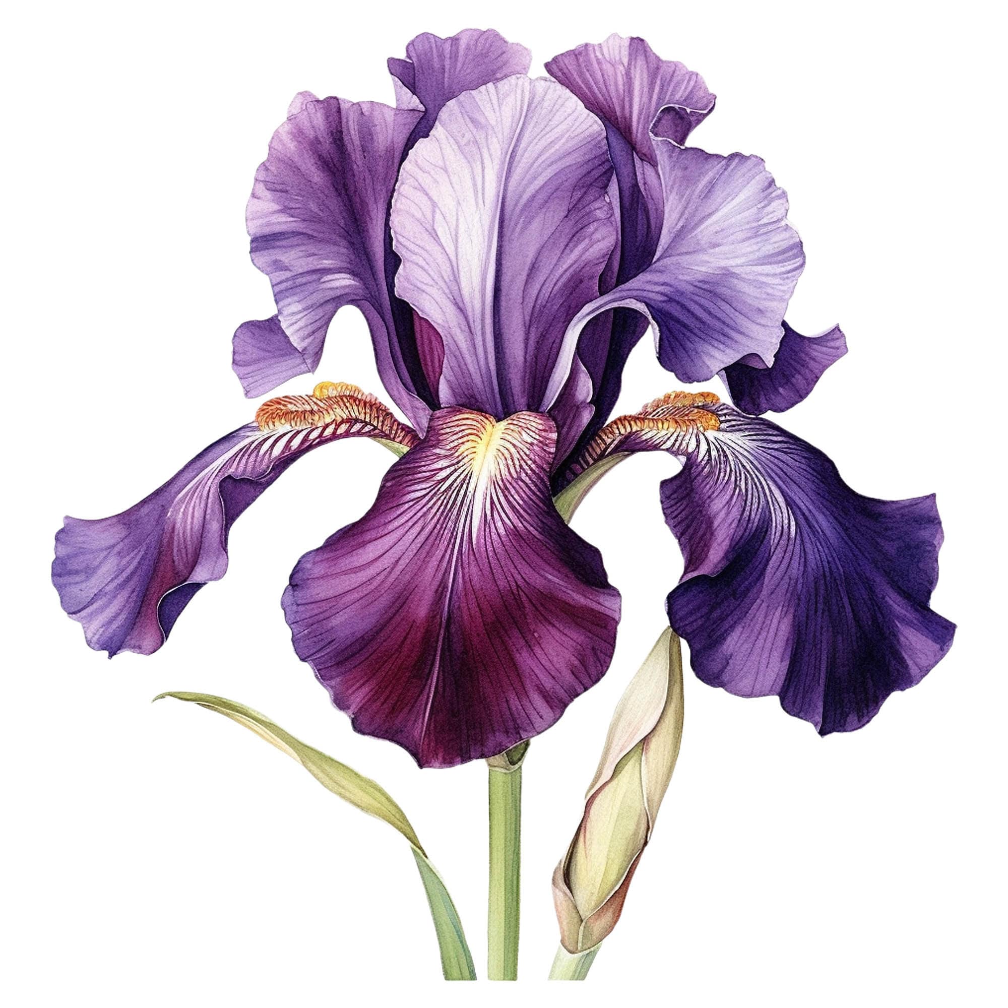 Iris Flower Clipart