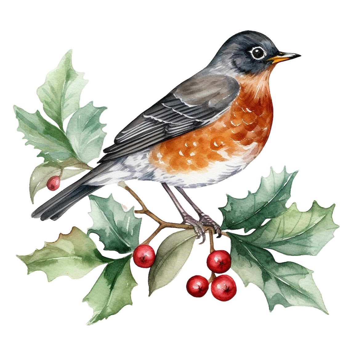 10 Watercolor American Robin Birds Clipart Digital Download PNG Files ...
