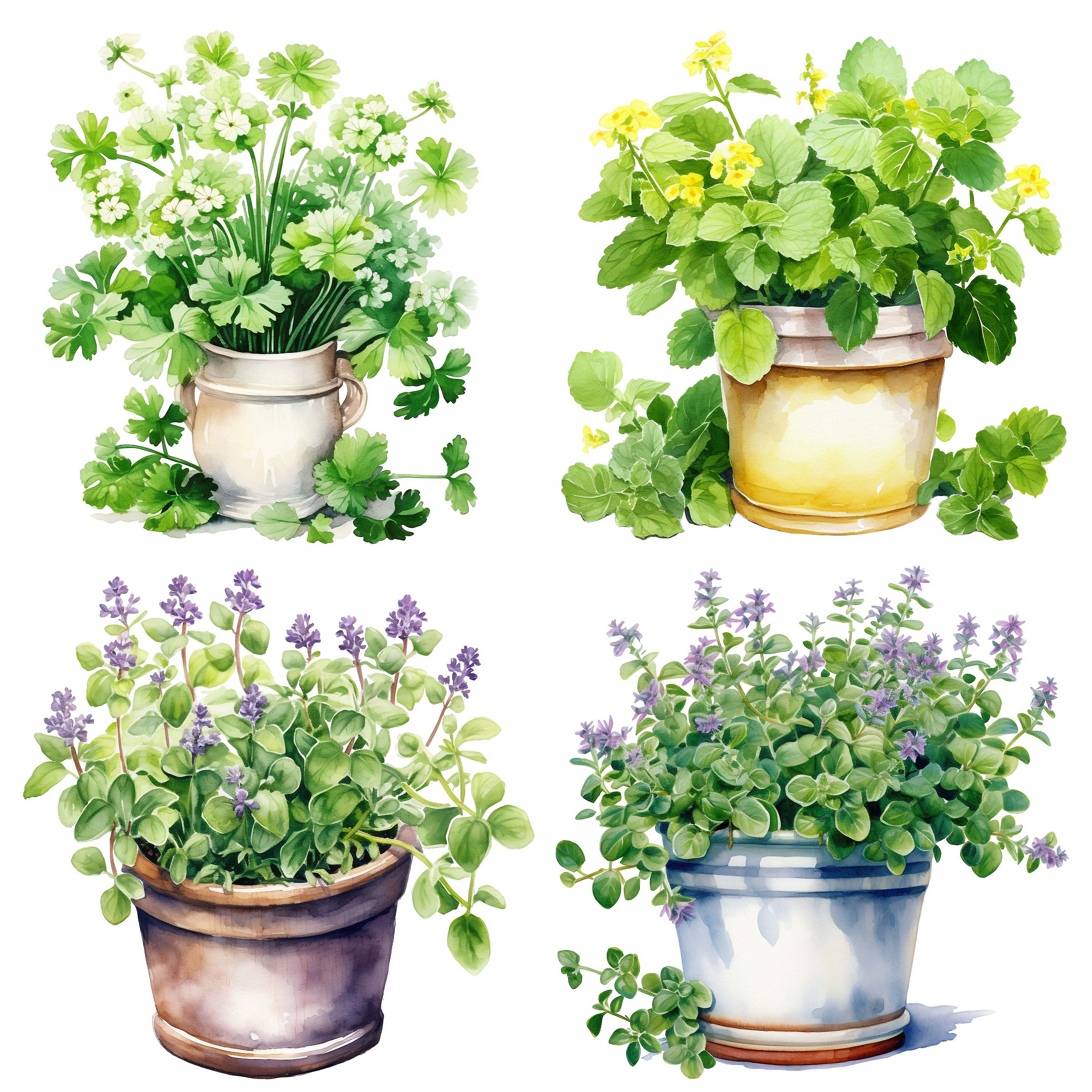 12 Potted Flowering Herbs Watercolor Clipart Botanical Graphics ...