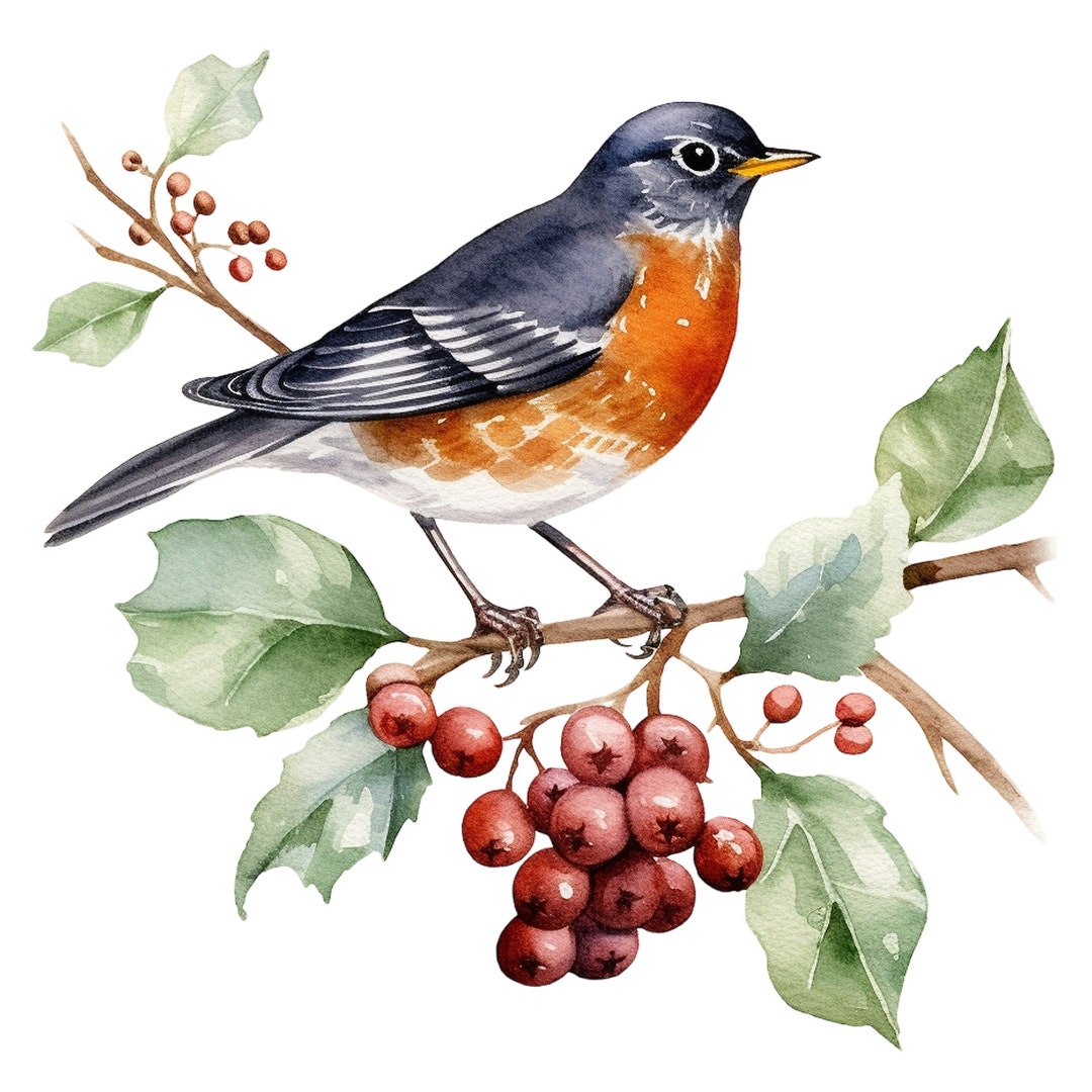 10 Watercolor American Robin Birds Clipart Digital Download - Etsy