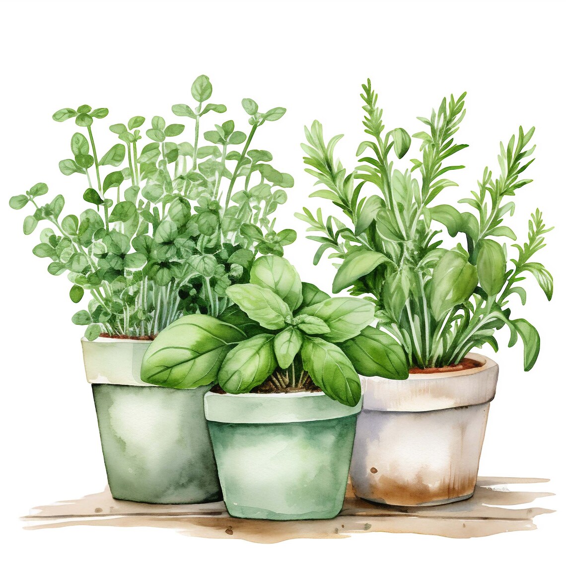 10 Watercolor Potted Herbs Clipart Botanical Graphics Printable PNG ...