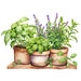 10 Watercolor Potted Herbs Clipart Botanical Graphics - Printable PNG ...