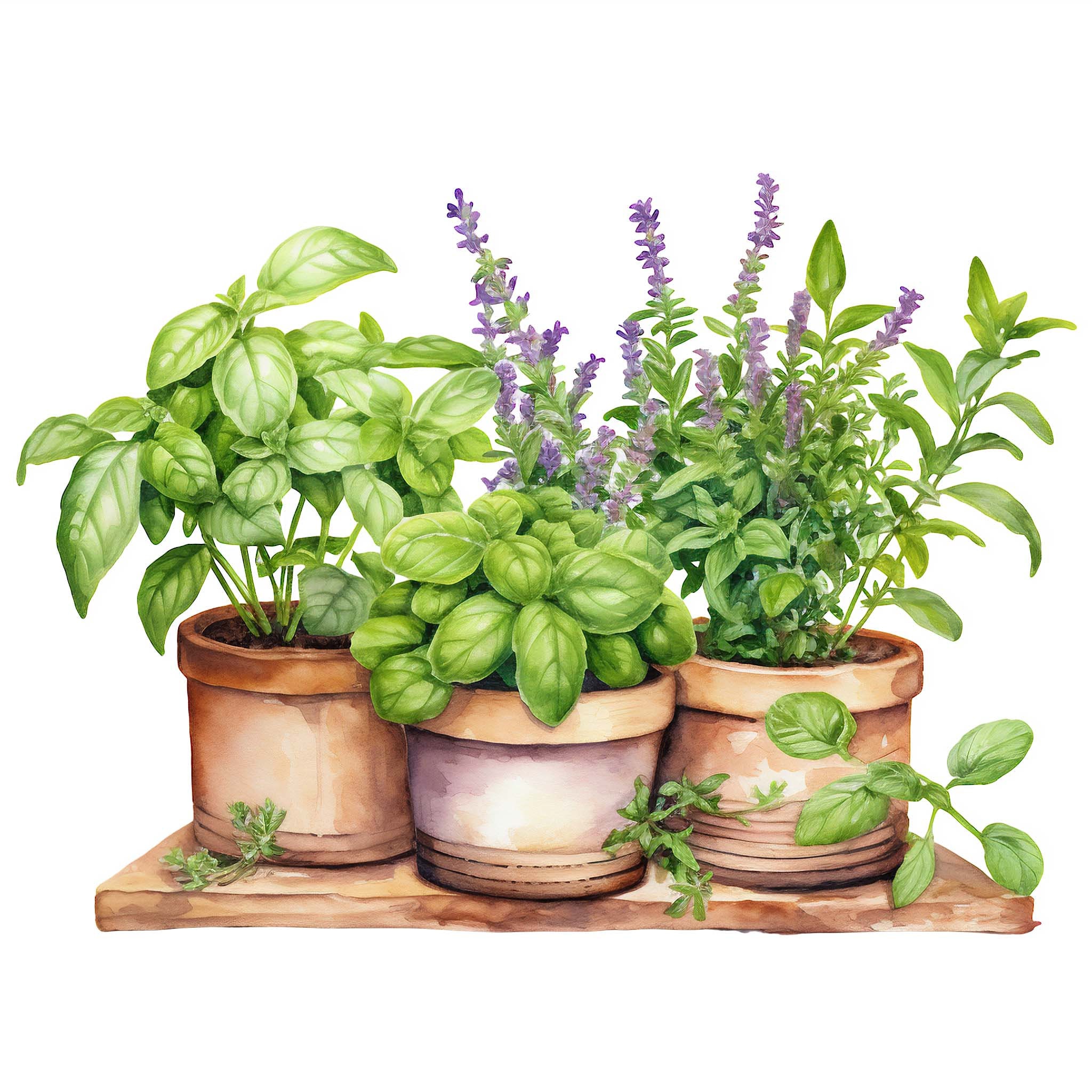 10 Watercolor Potted Herbs Clipart Botanical Graphics Printable PNG ...