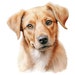 10 Cute Dog Portraits Clipart Watercolor Graphics Digital Download Dogs ...