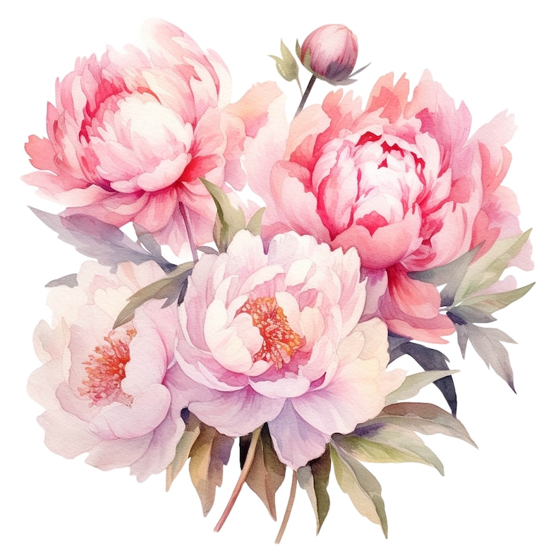14 Watercolor Pink Peonies Clipart Peony Graphics Digital - Etsy