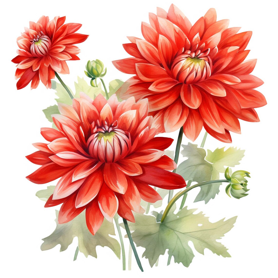 10 Watercolor Dahlia Flowers Clipart Printable Dahlias PNG - Etsy