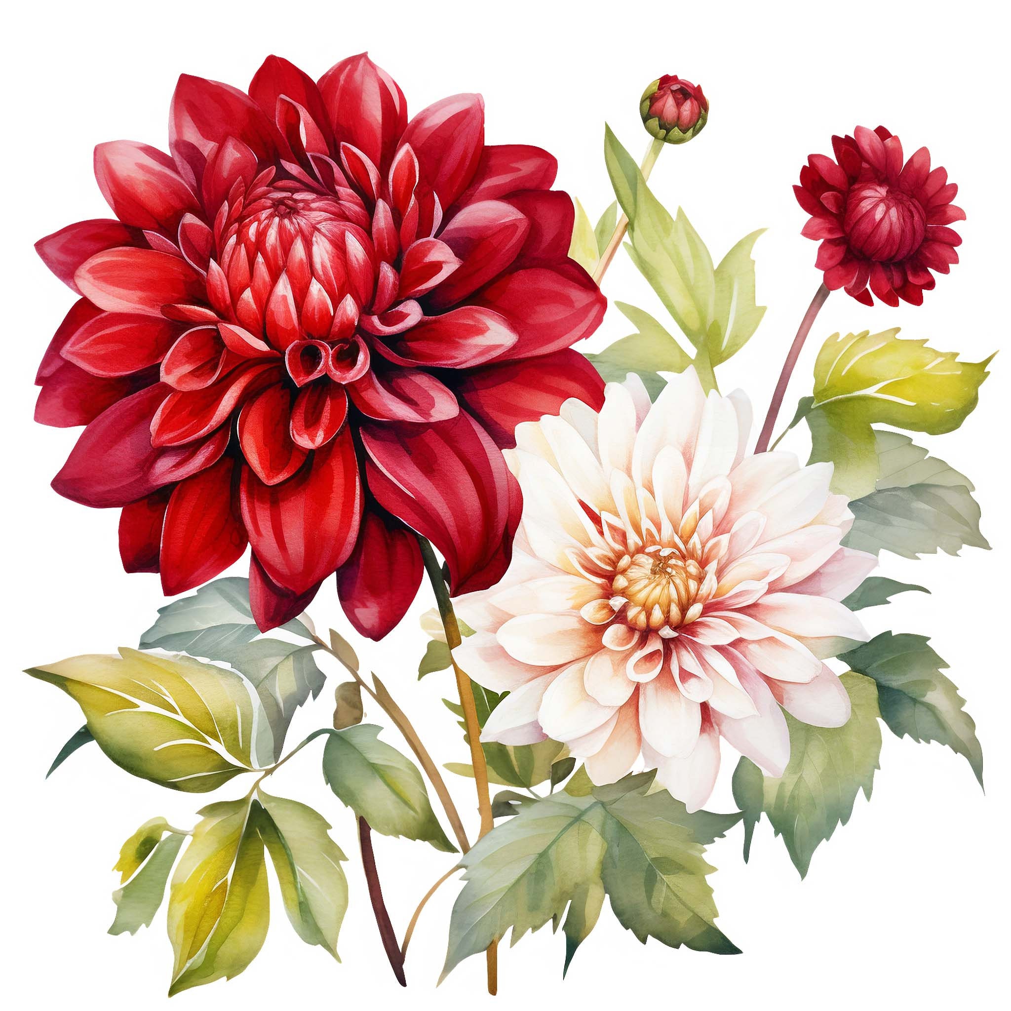 10 Watercolor Dahlia Flowers Clipart Graphics – Printable PNG Files ...