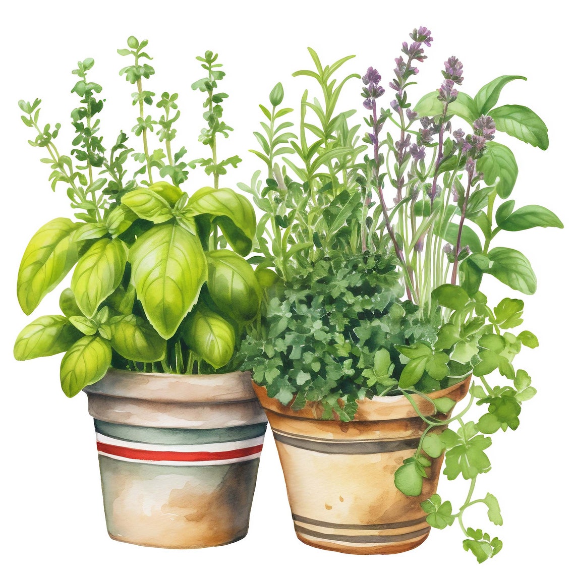 10 Watercolor Potted Herbs Clipart Botanical Graphics Printable PNG ...