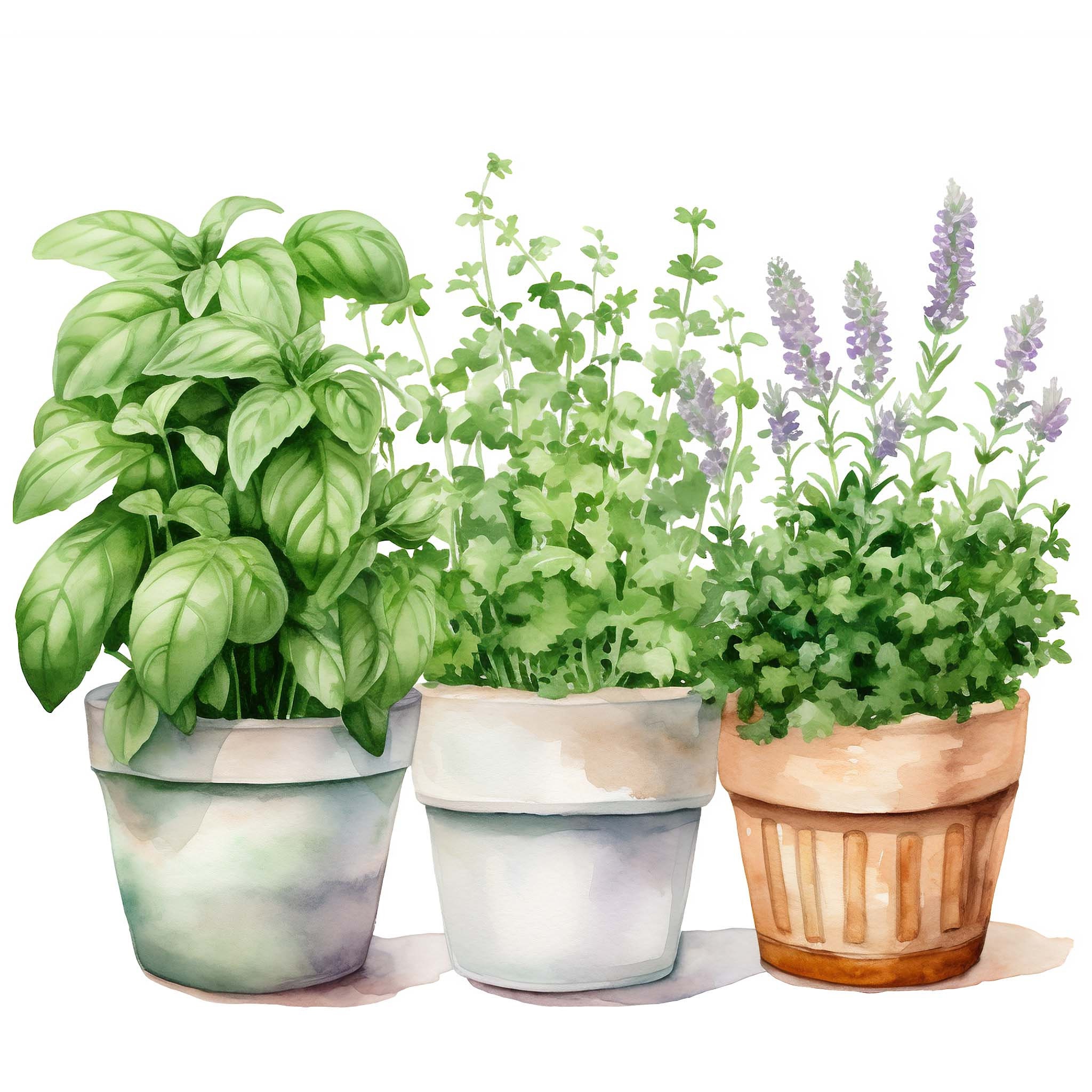10 Watercolor Potted Herbs Clipart Botanical Graphics Printable PNG ...