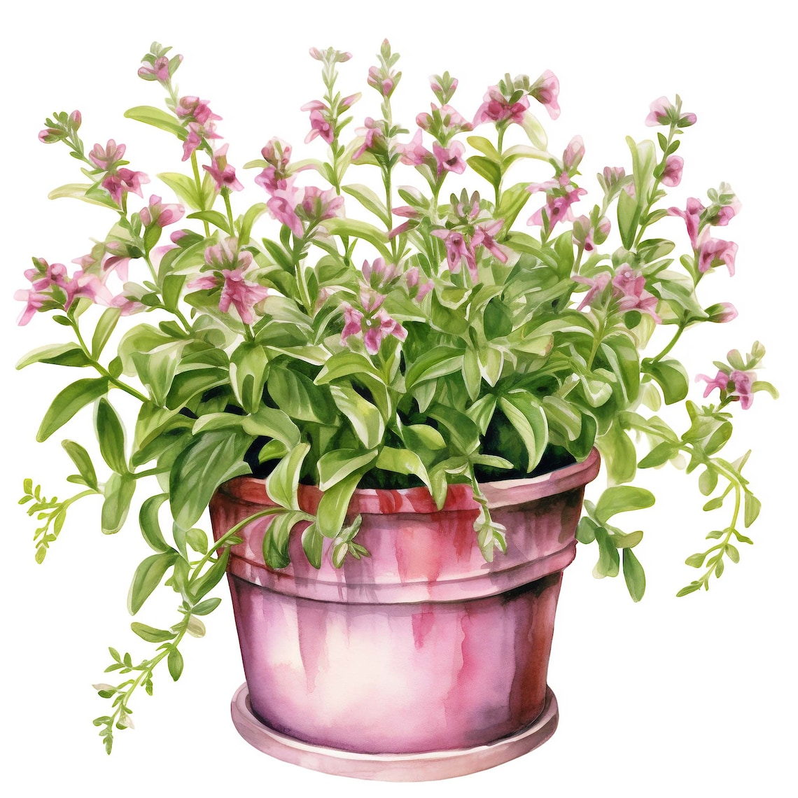 12 Potted Flowering Herbs Watercolor Clipart Botanical Graphics ...