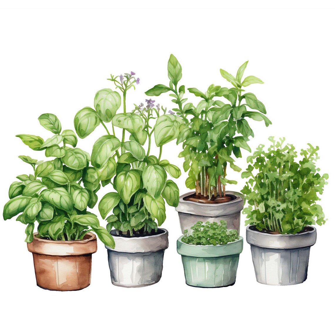 10 Watercolor Potted Herbs Clipart Botanical Graphics Printable PNG ...