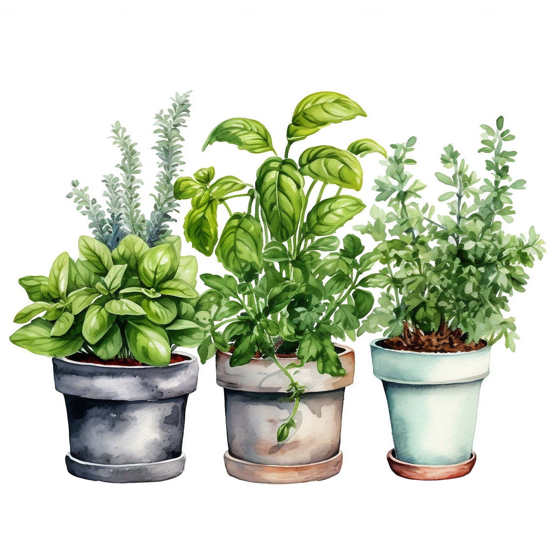 10 Watercolor Potted Herbs Clipart Botanical Graphics Printable PNG ...