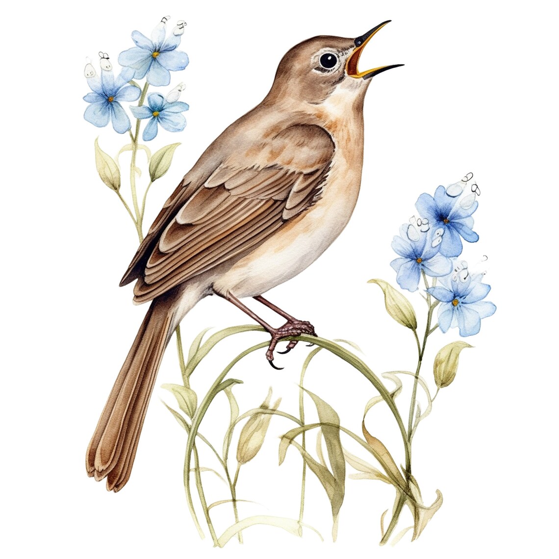 8 Watercolor Singing Nightingale Bird Clipart – Printable PNG Files ...