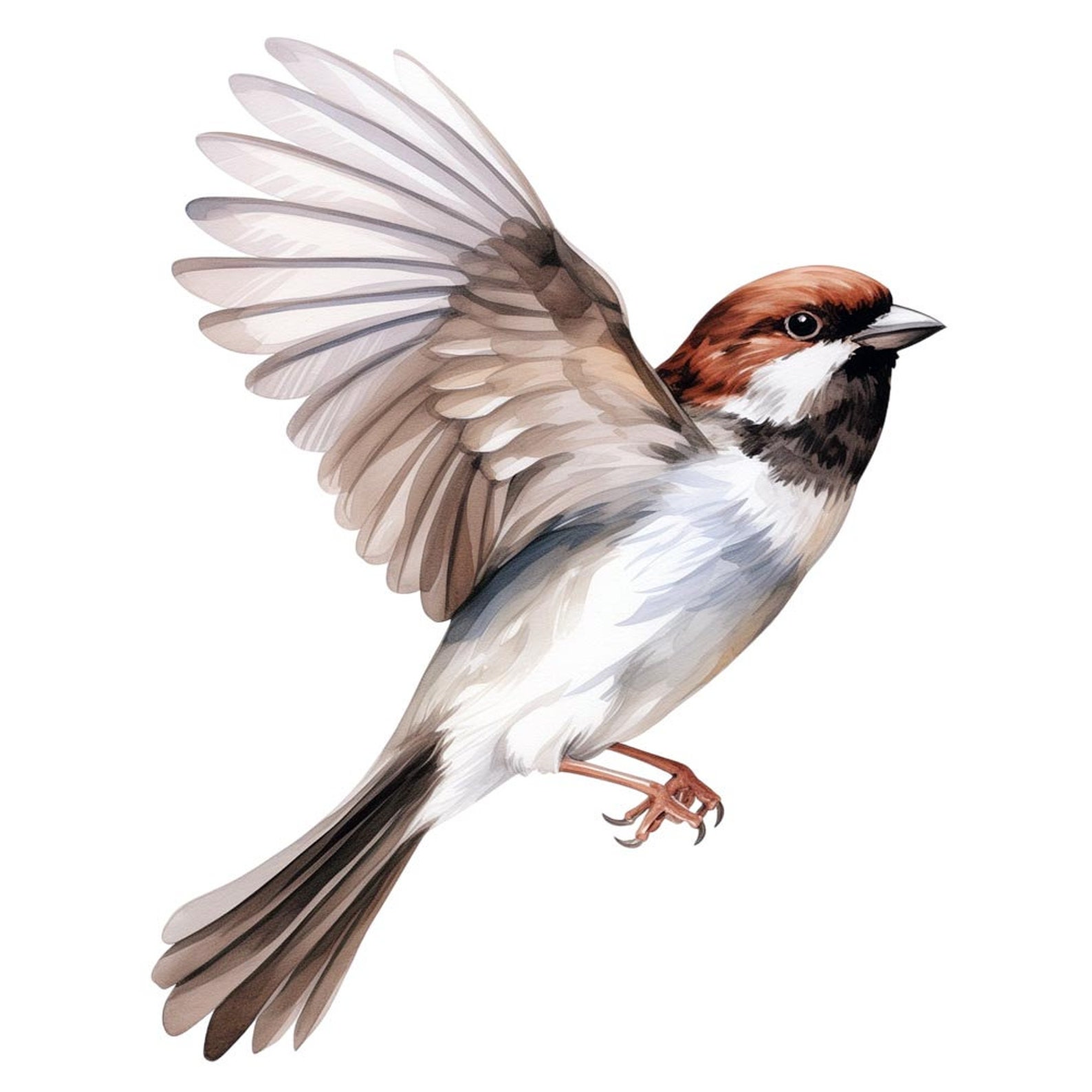 10 Sparrow Bird Watercolor Clipart Graphics - Digital Download PNG ...
