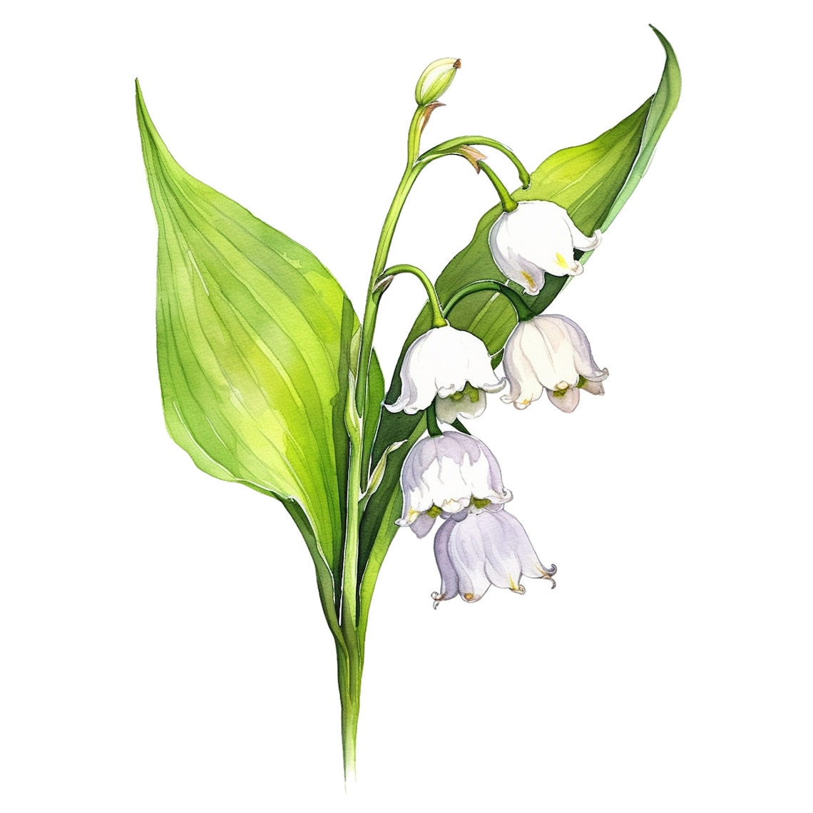 10 Watercolor Lily of the Valley Floral Clipart Digital - Etsy